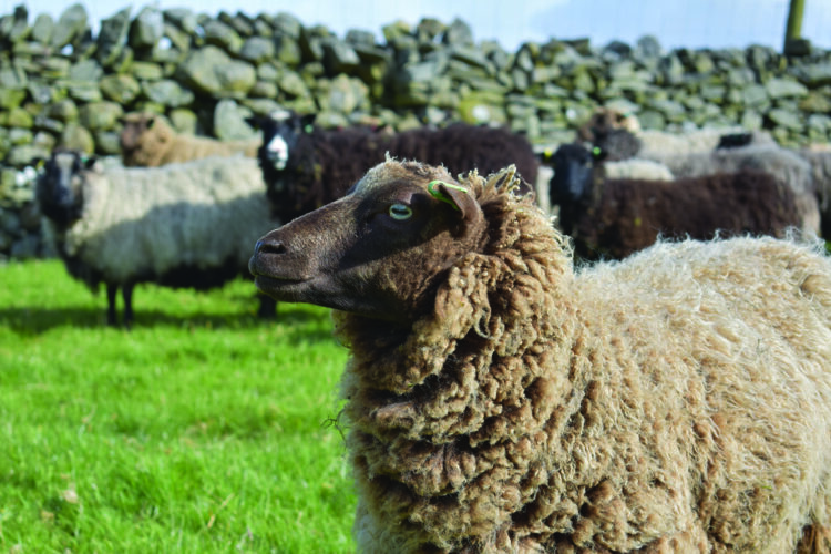 Keeping Shetland Sheep – Mother Earth News
